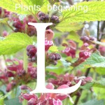 Dorset Perennials - buy perennial plants online.