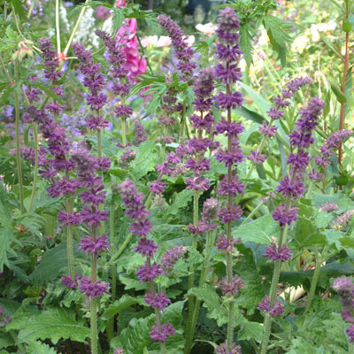 Salvia verticillata 'Purple Rain' - Dorset Perennials
