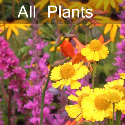 All Plants Archives - Dorset Perennials