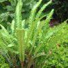 Asplenium scolopendrium 'Angustifolia' - Dorset Perennials