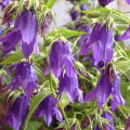 Campanula 'Kent Belle' - Dorset Perennials