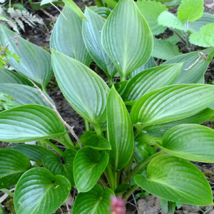 Hosta 'Devon Green' - Dorset Perennials
