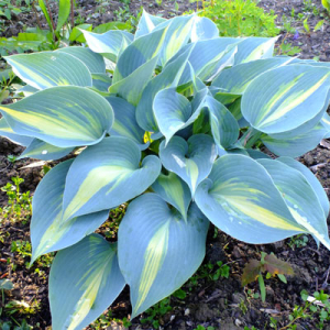 Hosta 'Touch of Class' - Dorset Perennials
