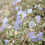 Polemonium reptans 'Stairway to Heaven'