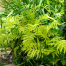 Tanacetum vulgare 'Isla Gold' - Dorset Perennials