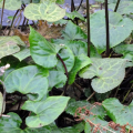 Beesia calthifolia - Dorset Perennials