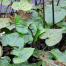 Beesia calthifolia - Dorset Perennials