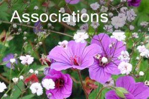 Dorset Perennials - plants for sale direct from Dorset