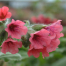 Pulmonaria rubra 'Redstart' - Dorset Perennials
