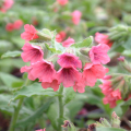 Pulmonaria rubra 'Redstart' - Dorset Perennials