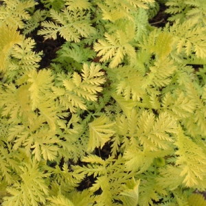 Tanacetum vulgare 'Isla Gold' - Dorset Perennials