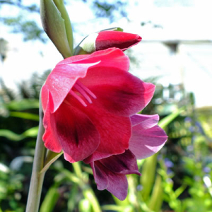 Gladiolus 'Ruby' (papilio hybrid) - Dorset Perennials