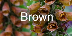 Dorset Perennials - plants for sale direct from Dorset