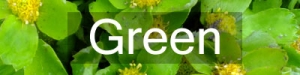 Dorset Perennials - plants for sale direct from Dorset