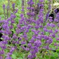 Salvia verticillata 'Purple Rain' - Dorset Perennials