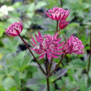 Astrantia 'Ruby Star' - Dorset Perennials