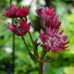 Astrantia 'Ruby Star' - Dorset Perennials