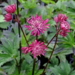 Astrantia 'Ruby Star' - Dorset Perennials