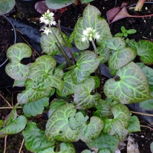 Beesia calthifolia - Dorset Perennials