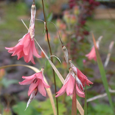 All Plants Archives - Page 5 of 14 - Dorset Perennials