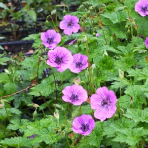 Geranium 'Pink Penny' - Dorset Perennials