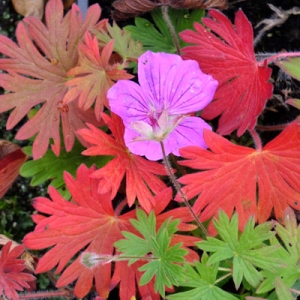 Geranium 'Tiny Monster' - Dorset Perennials