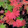 Geranium 'Tiny Monster' - Dorset Perennials