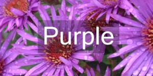 Dorset Perennials - plants for sale direct from Dorset