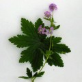 Geranium x monacense var. anglicum - Dorset Perennials