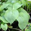 Hosta 'T.Rex' - Dorset Perennials
