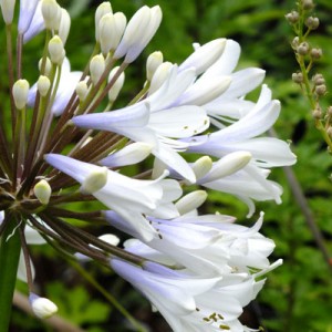 Agapanthus 'Enigma' - Dorset Perennials