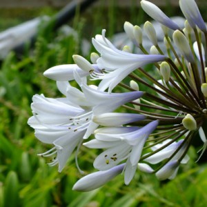 Agapanthus 'Enigma' - Dorset Perennials