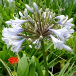 Agapanthus 'Enigma' - Dorset Perennials