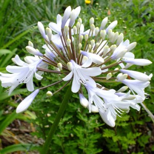 Agapanthus 'Enigma' - Dorset Perennials