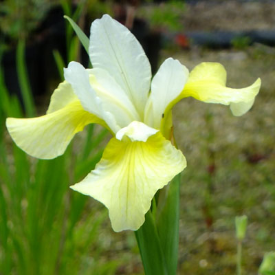 Iris 'Chartreuse Bounty' (sibirica) - Dorset Perennials