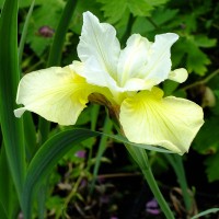 Iris 'Chartreuse Bounty' (sibirica) - Dorset Perennials