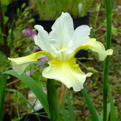 Iris 'Chartreuse Bounty' (sibirica) - Dorset Perennials