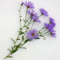 Aster - Botanical Style Photographs - Dorset Perennials