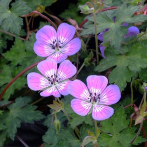 Geranium 'Sweet Heidy' - Dorset Perennials