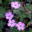 Geranium 'Sweet Heidy' - Dorset Perennials