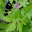 Geranium x monacense 'Claudine Dupont' - Dorset Perennials