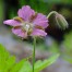 Geranium x monacense 'Claudine Dupont' - Dorset Perennials