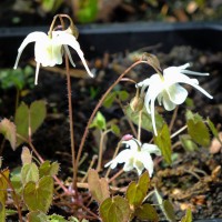 Epimedium 'Creeping Yellow' - Dorset Perennials