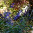Salvia guaranitica 'Blue Enigma' - Dorset Perennials
