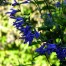 Salvia guaranitica 'Blue Enigma' - Dorset Perennials