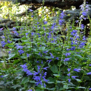 Salvia guaranitica 'Blue Enigma' - Dorset Perennials