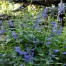 Salvia guaranitica 'Blue Enigma' - Dorset Perennials