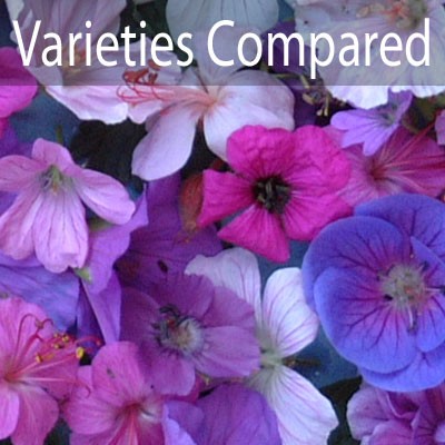 Dorset Perennials - plants for sale direct from Dorset