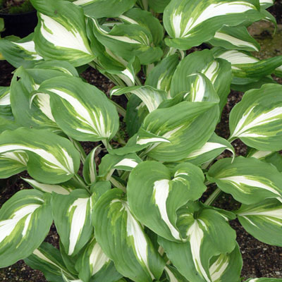 Hosta undulata var. undulata ('Mediovariegata') - Dorset Perennials