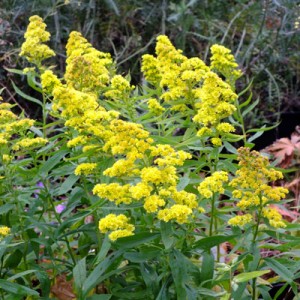 Solidago x luteus 'Lemore' (Solidaster)- Dorset Perennials